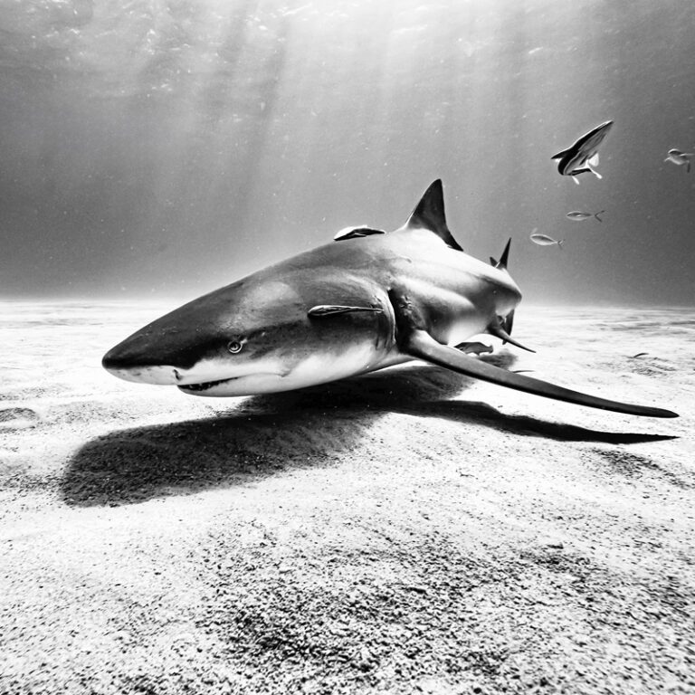 BullPhish ID Features | ID Agent